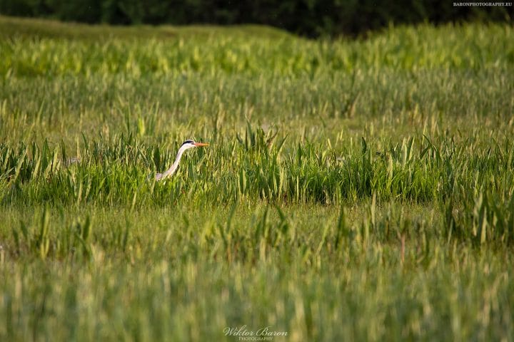 Jakie są rodzaje fotografii? - Fotografia Gatunki