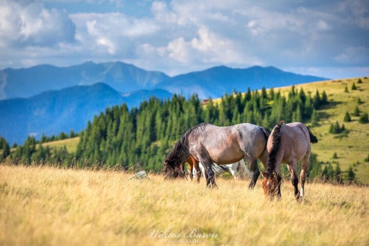 Wiktor Baron Fotografia - Fotograf Nowy Sącz i Kraków
